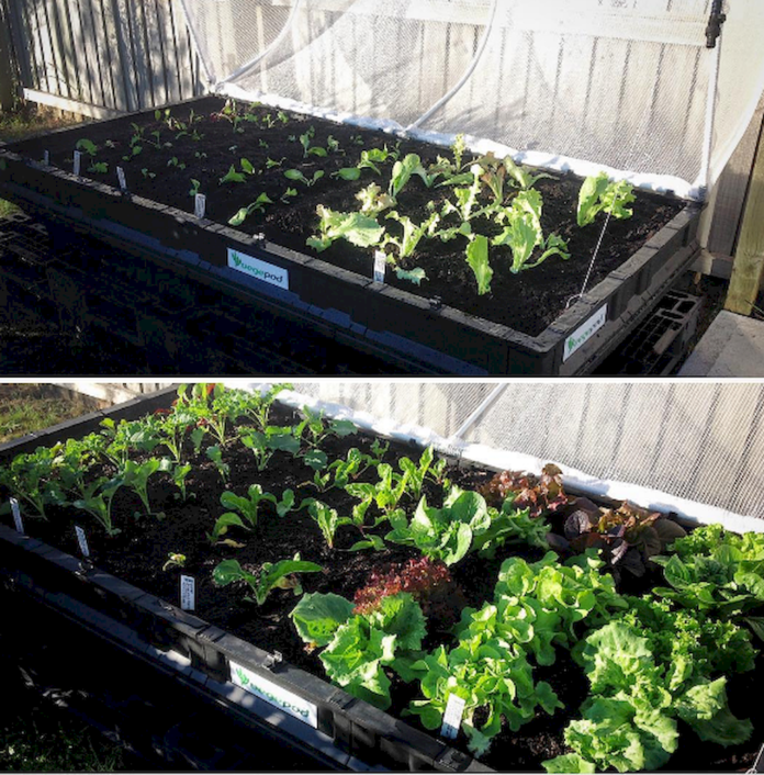 45 ไอเดีย “แปลงผักสวนครัว” ไว้ปลูกเองหลังบ้าน แบบฉบับ DIY ทำเองได้ไม่ยาก – NaiBann – ในบ้าน ...