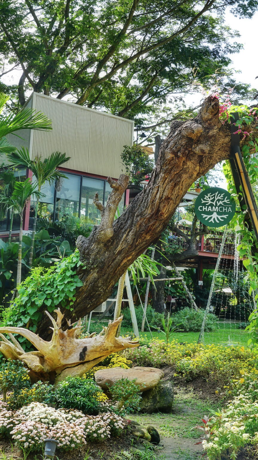 Chamcha Cafe คาเฟ่กลางป่าสไตล์อินดัสเทรียล บนอาคารเหล็กที่สร้างขึ้นล้อมต้นฉำฉา – NaiBann – ใน ...