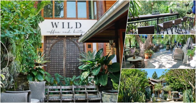 “Wild Coffee & Bistro” คาเฟ่กลางป่าใหญ่ ร่มรื่นและอิงแอบแนบชิดกับเชิง ...