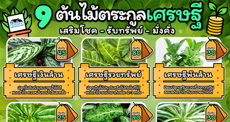แนะนำ 9 ต้นไม้ตระกูลเศรษฐี เสริมโชค-รับทรัพย์ ให้รวย 30 ล้านกันถ้วนหน้า – NaiBann – ในบ้าน | คอน ...